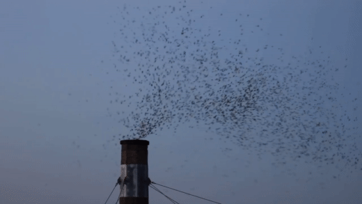 Vol. 32 // Where do birds go when it rains? 🌧️ Flying... – Flying Colors