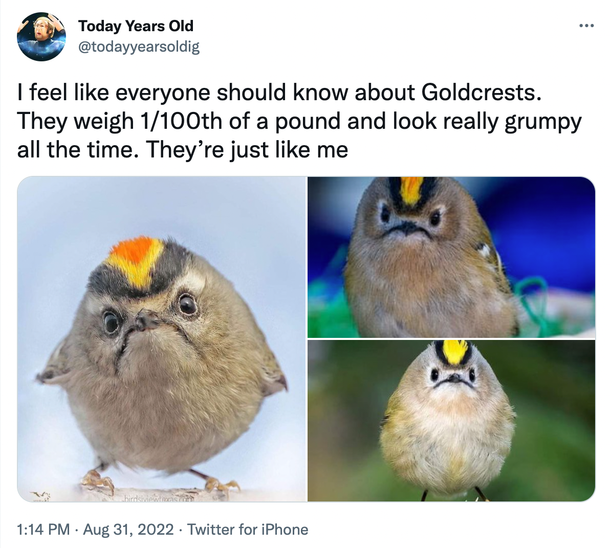 Vol. 31 // Meet the very grumpy Goldcrest Flying Colors